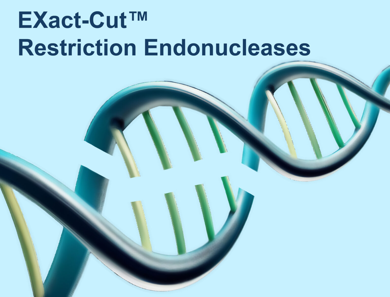 EXact-Cut™ SalI Restriction Endonuclease | Exreprotein