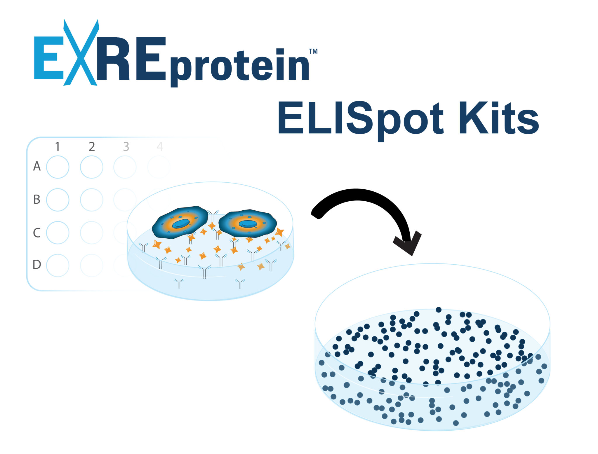 Mouse IFN-gamma Precoated ELISpot Kit | Exreprotein